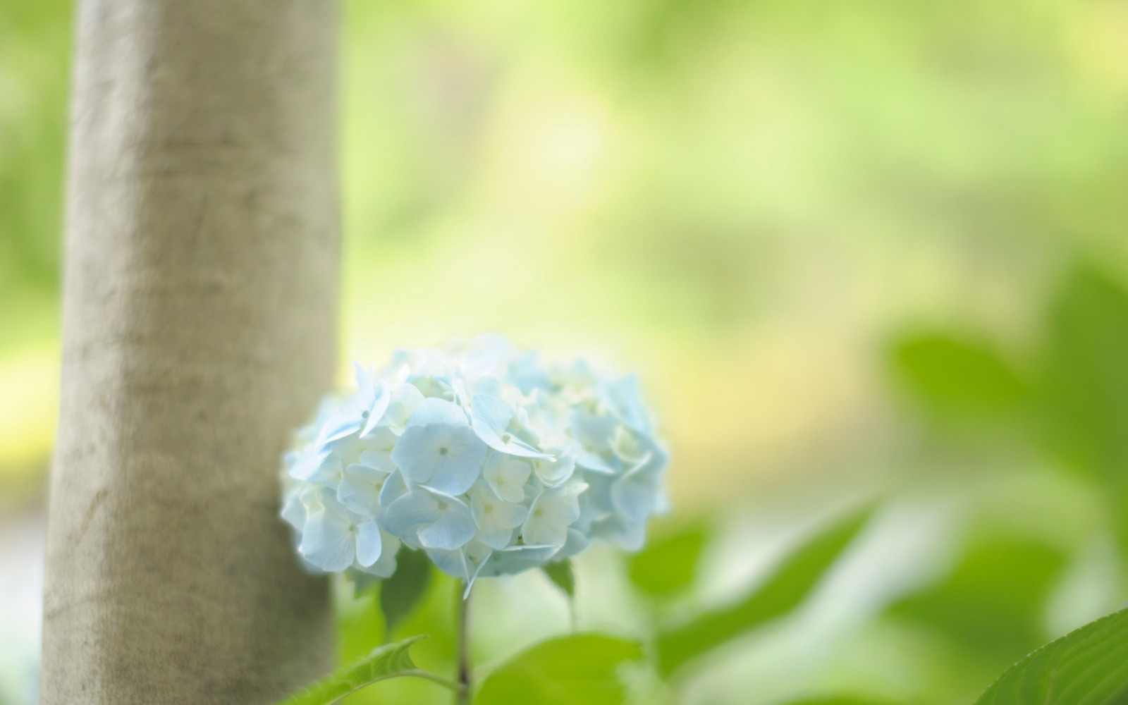 壁纸 阳光 性质 科 绿色 蓝色 绣球花 叶 干 厂 植物区系 花瓣 野花 植物学 陆地植物 开花植物 特写
