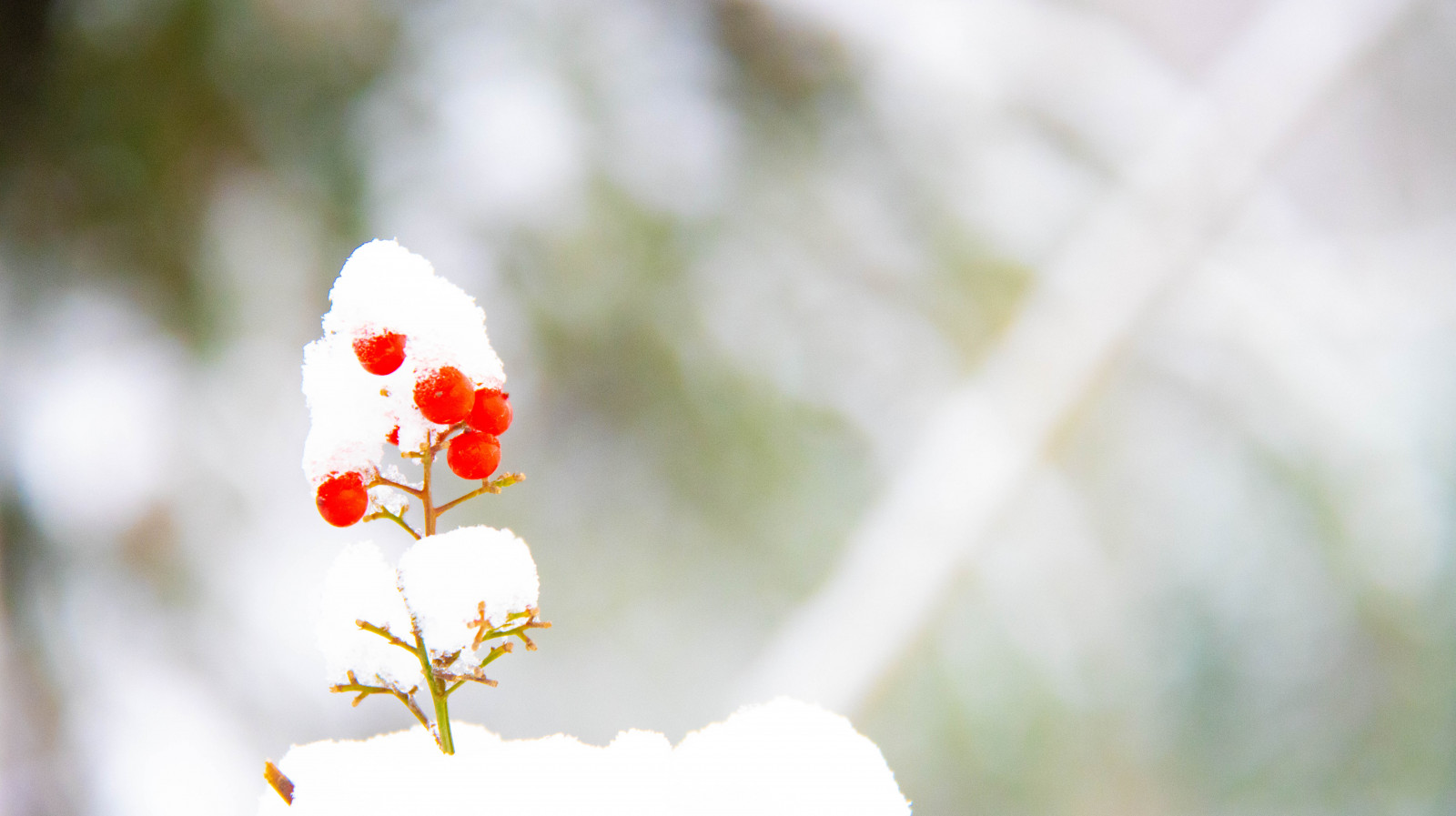 Wallpaper : natural, flower, petal, twig, Natural landscape, Freezing ...