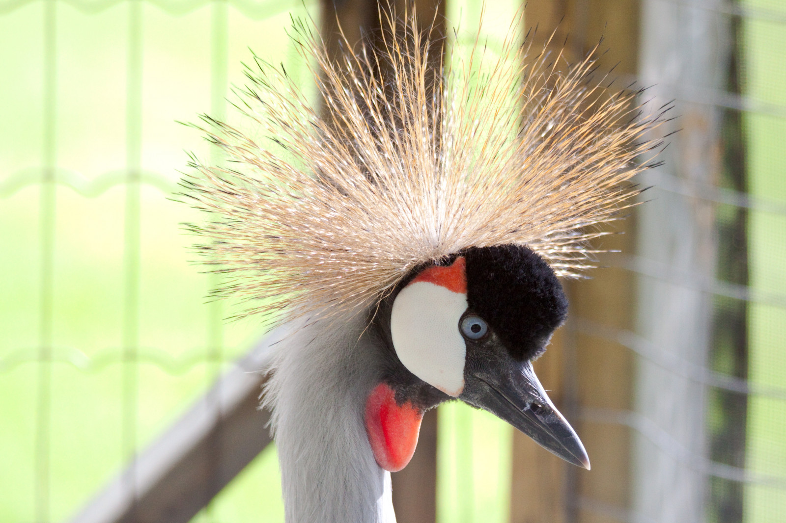 Wallpaper : Ontario, Canada, bird, animal, Canon, Zoo, spring, durham ...