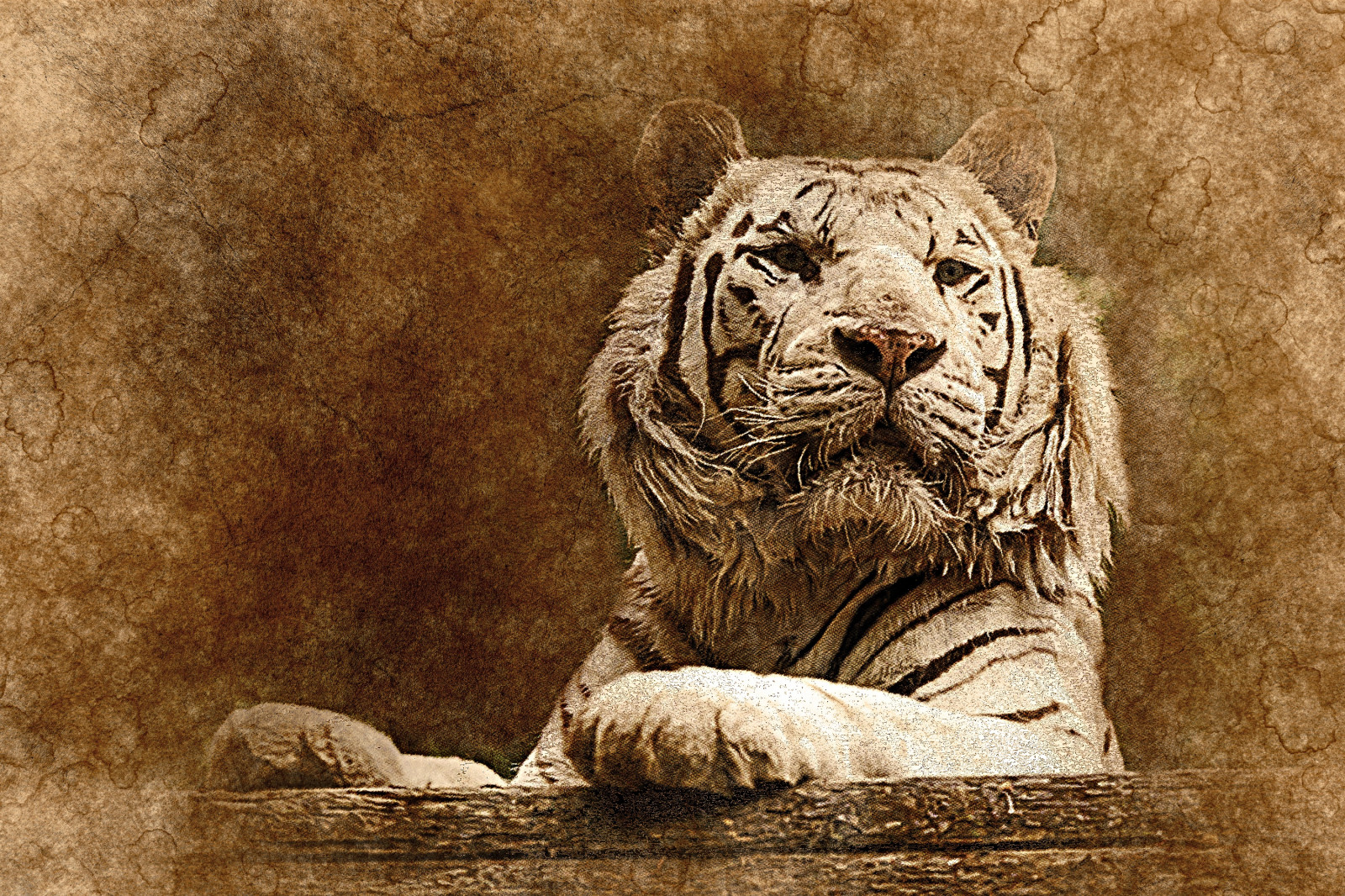 Wallpaper : tiger, ART, muzzle, predator 3000x2000 - 4kWallpaper ...