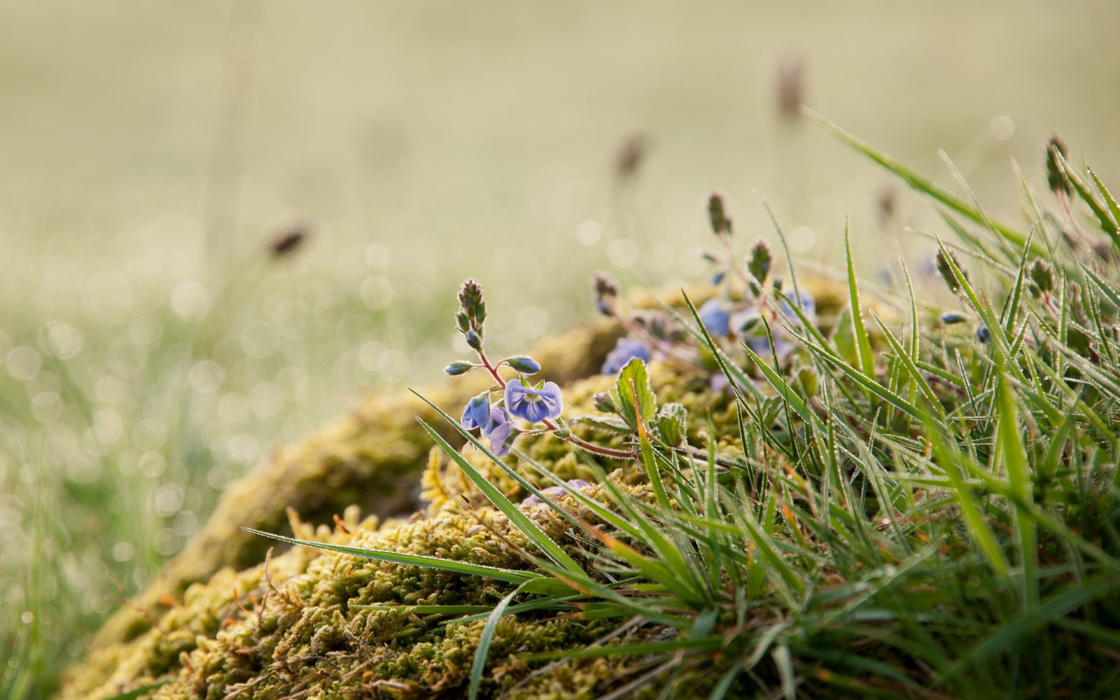 Hanging Moss And Blue Mountain Flowers? – XWJU