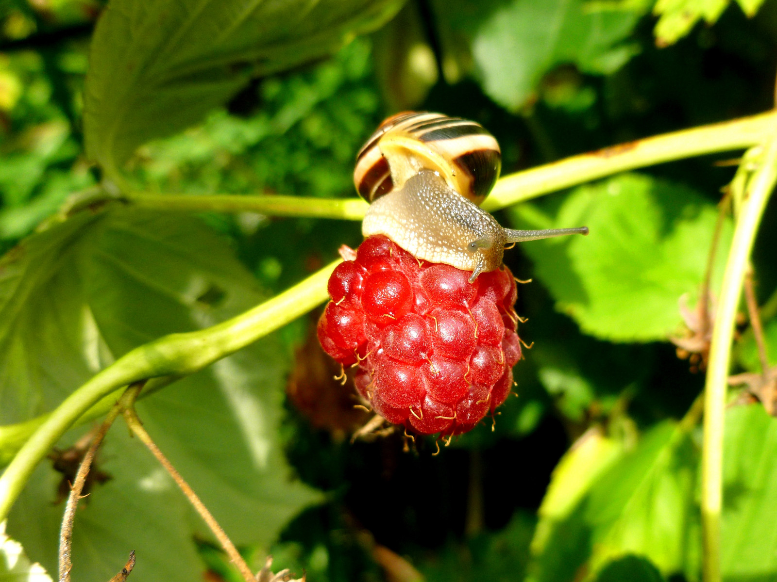 Wallpaper : food, nature, fruit, raspberries, snail, Bee, leaf, flower ...