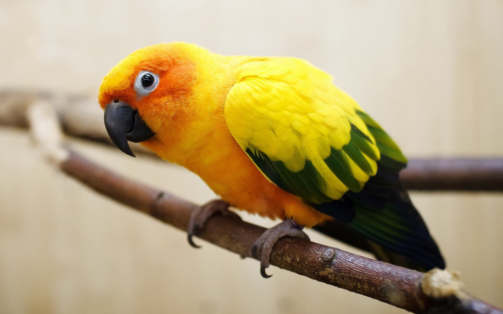 Wallpaper : 1680x1050 px, birds, parrot 1680x1050 - 4kWallpaper ...