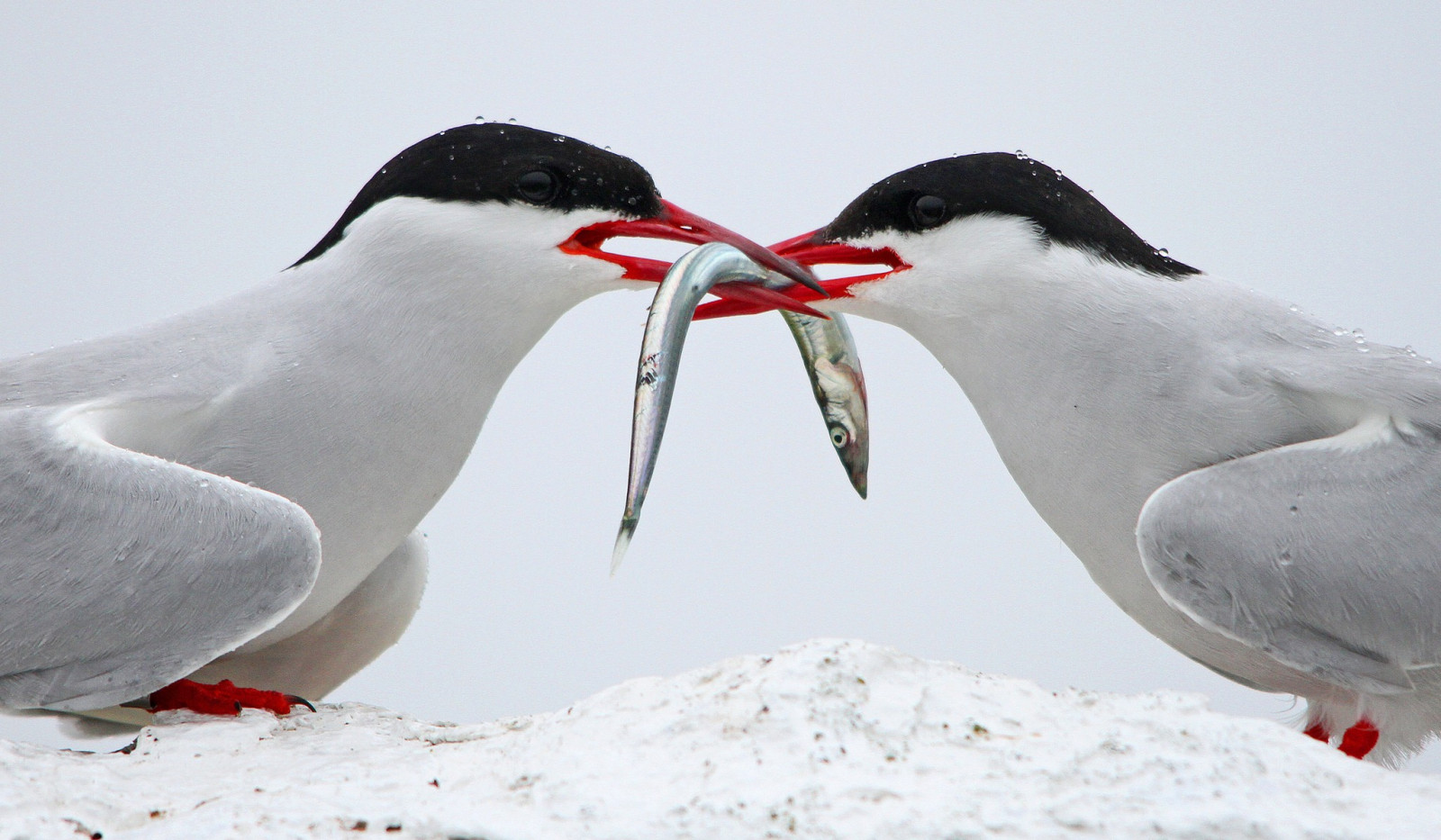 배경 화면 : 조류, 동물, 북극, 펭귄, 부리, 갈매기, 해조, 목, 날 수없는 새, charadriiformes ...