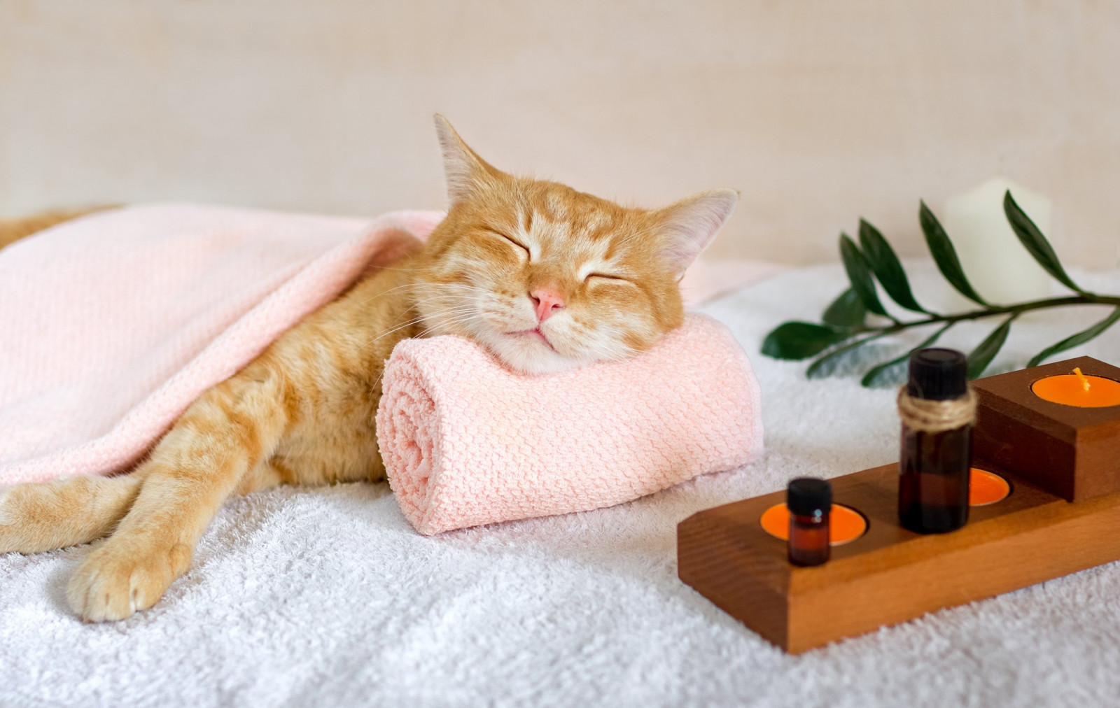 Wallpaper : cats, spa, feline, orange tabby, animals 2134x1350 ...