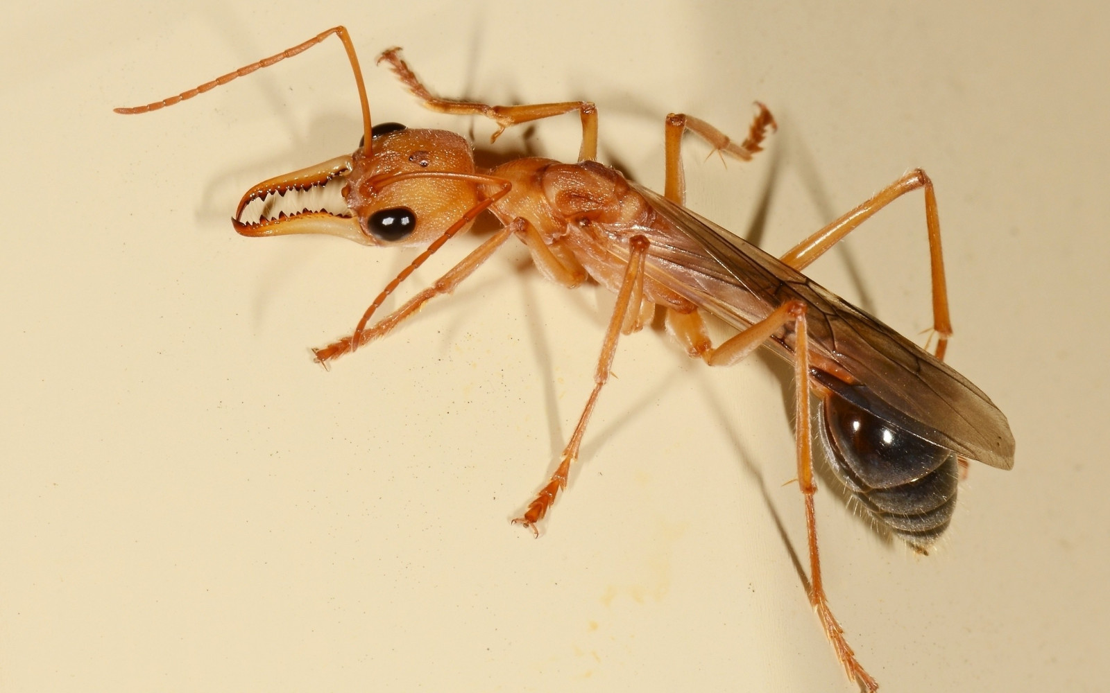 Wallpaper : animals, ants, hymenoptera, myrmecia, fauna, pest ...