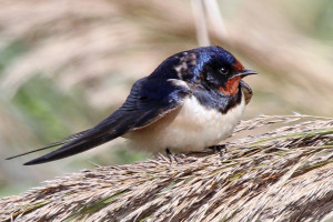 Ingyenes háttérképek : madarak, természet, ág, vadvilág, Ausztrália ...