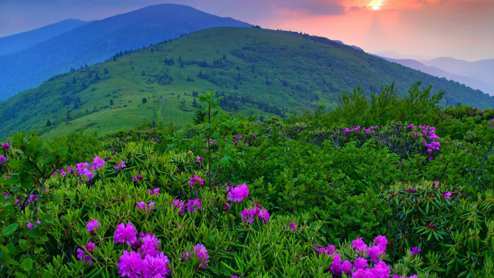 Sfondi : paesaggio, montagne, natura selvaggia, fiori viola, altopiano ...