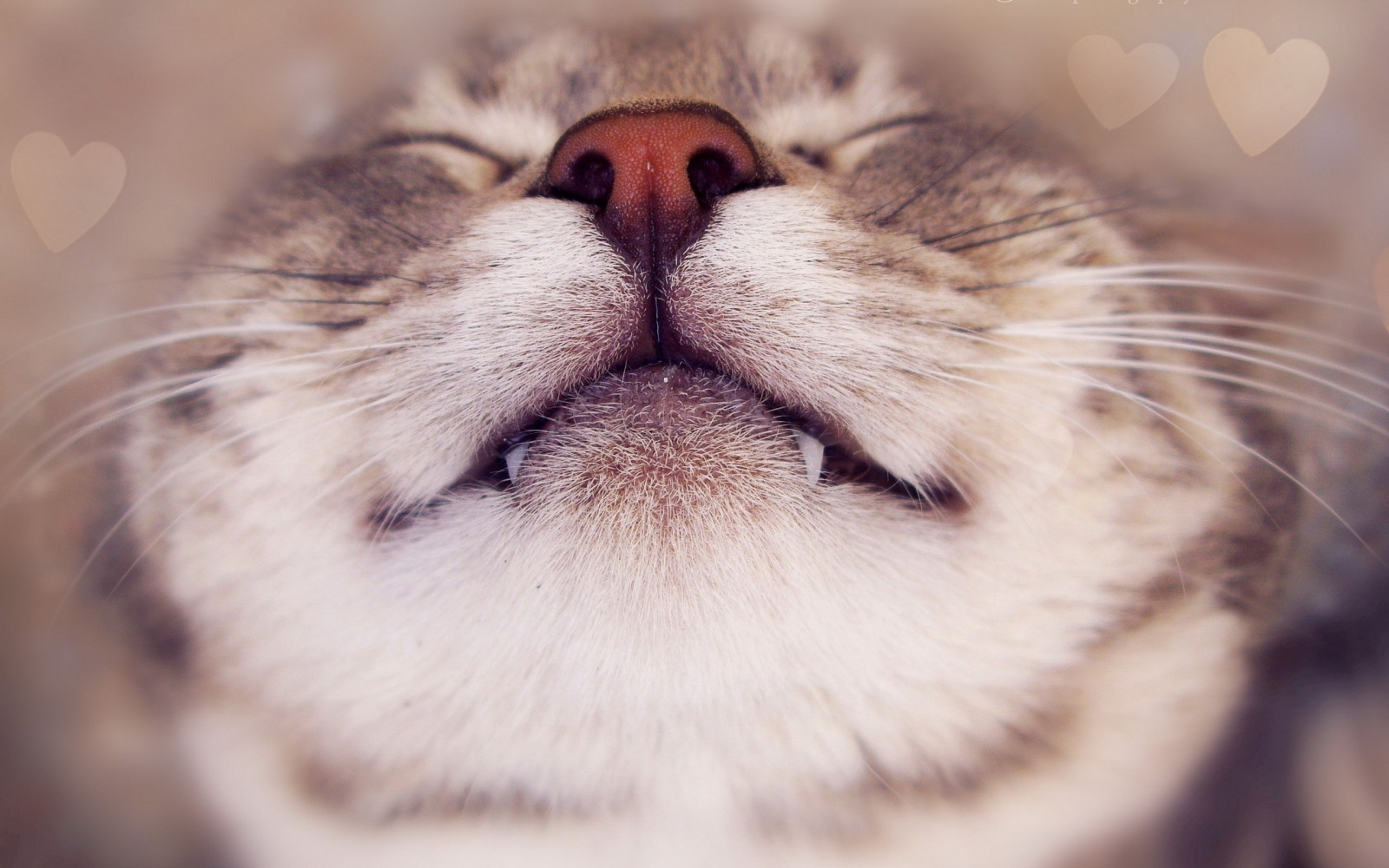 Wallpaper : face, nose, whiskers, emotion, skin, smile, eye, vertebrate ...