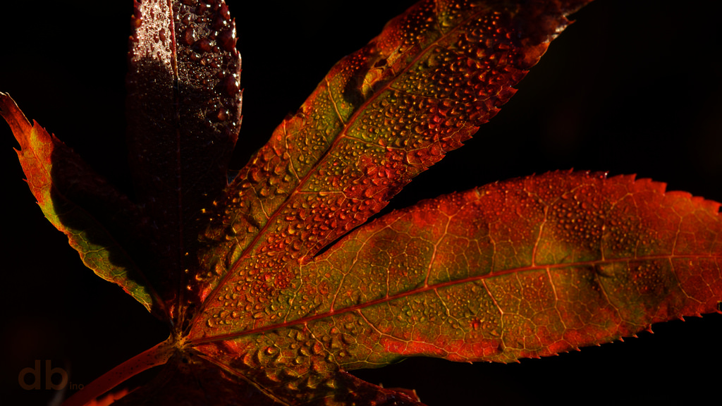 Wallpaper : morning, autumn, macro, fall, Canon, leaf, maple, Florida ...