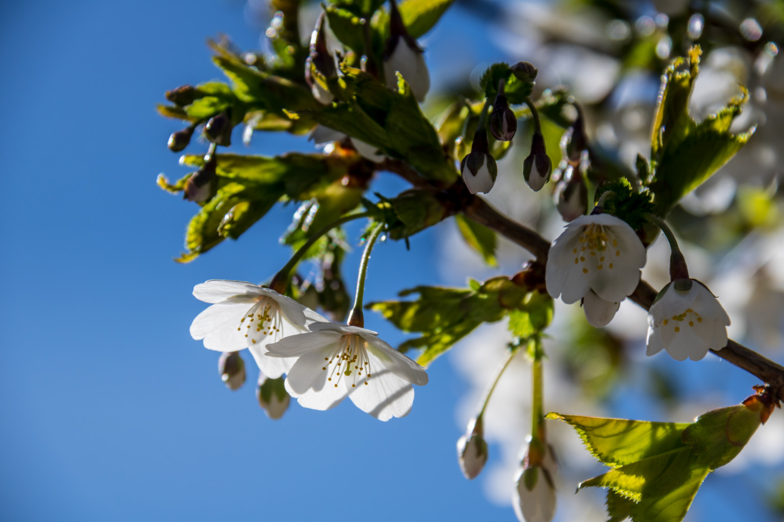 Obrázky na plochu : slnečnému žiareniu, jedlo, príroda, vetva, ovocný ...