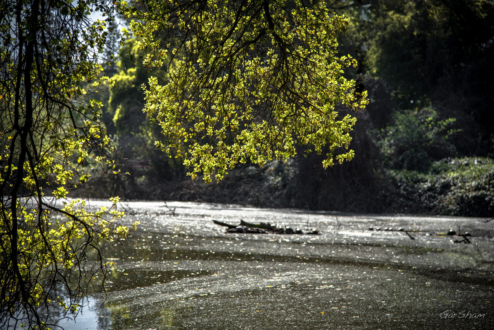 Wallpaper : Daun-daun, alam, pemandangan, air, hutan, danau, pohon ...