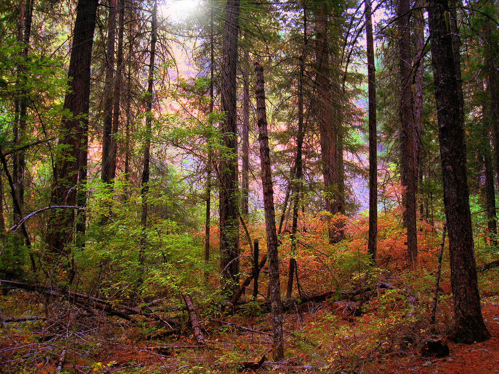 Wallpaper : sunlight, trees, landscape, grass, Sun, California ...