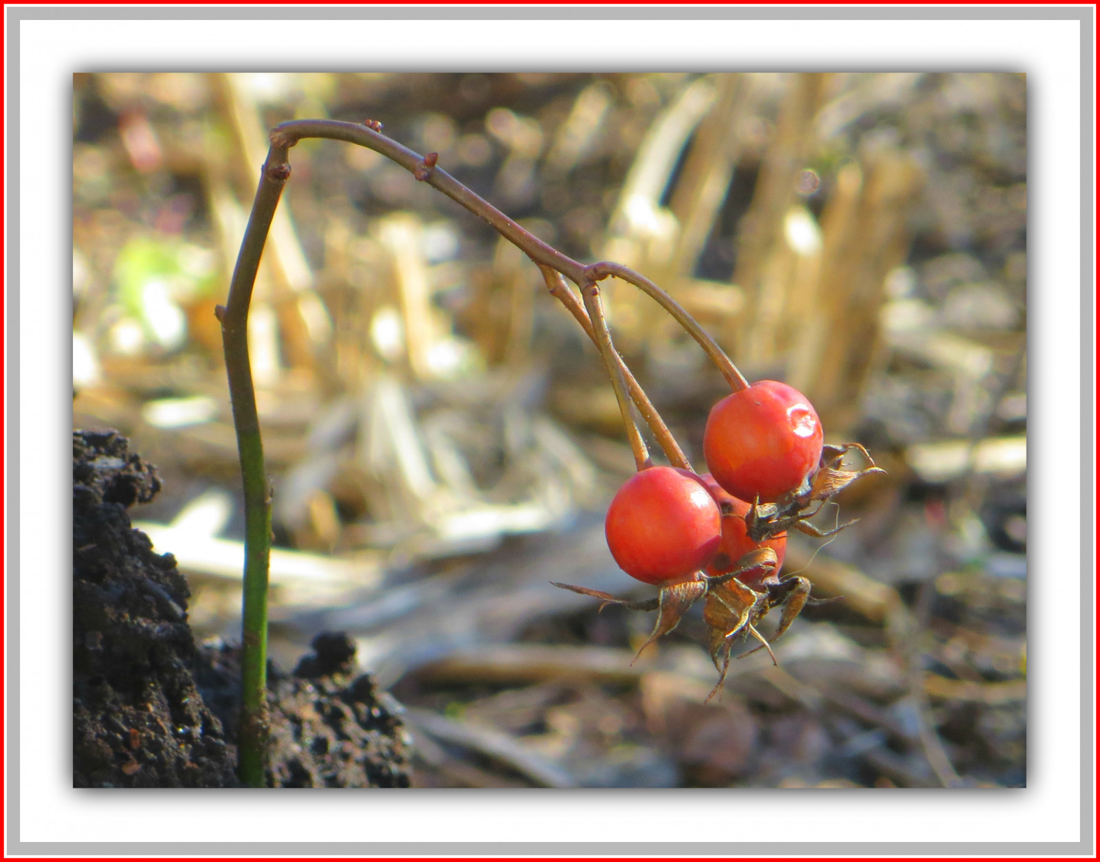 Wallpaper : red, nature, design, pretty, pattern, dof, bright, bokeh ...