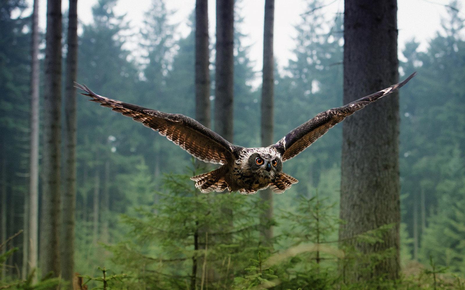 Wallpaper : trees, forest, flying, wildlife, bird of prey, owl, bald ...