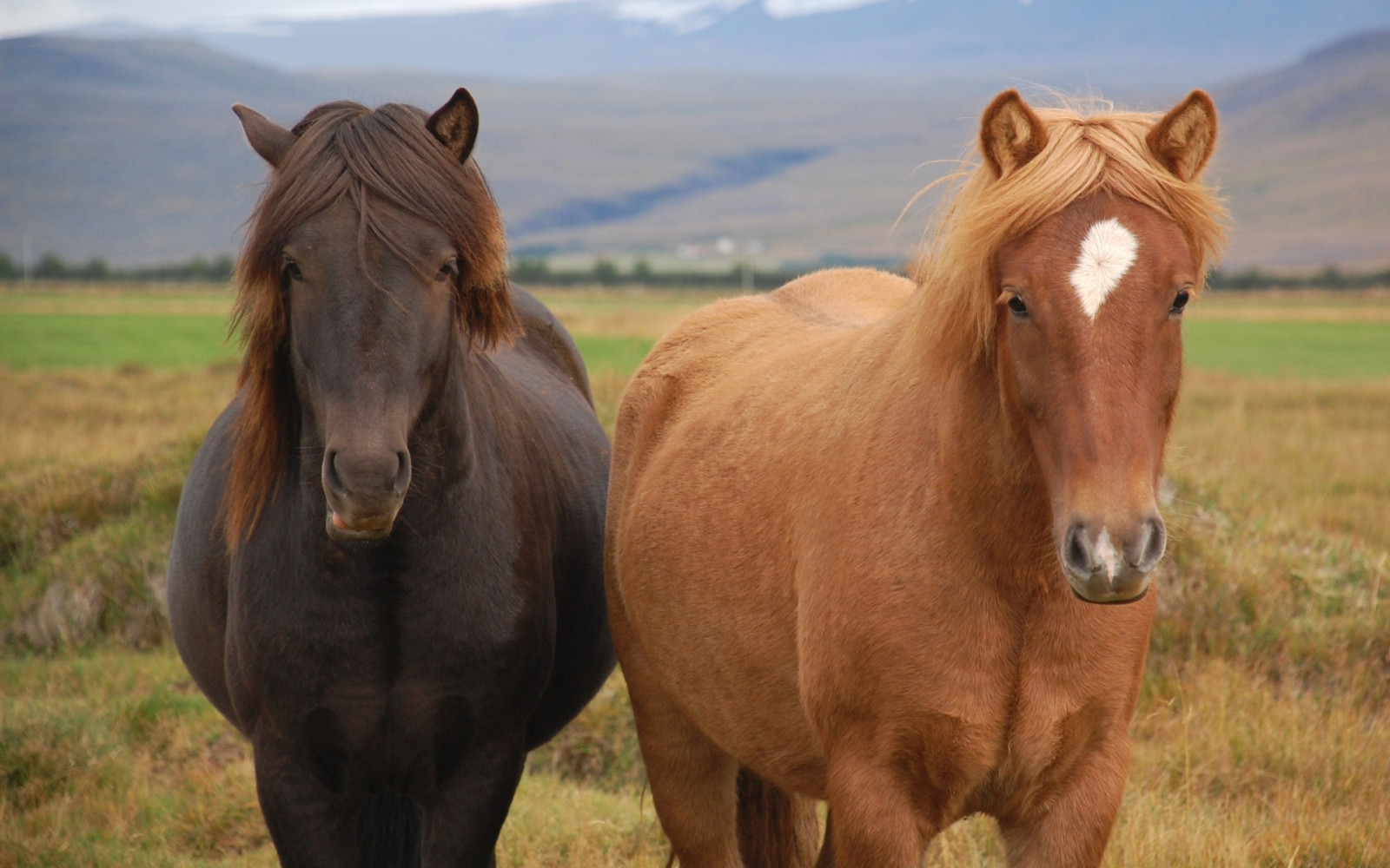 Sfondi : animali, natura, prateria, pascolo, puledro, mandria, prato ...