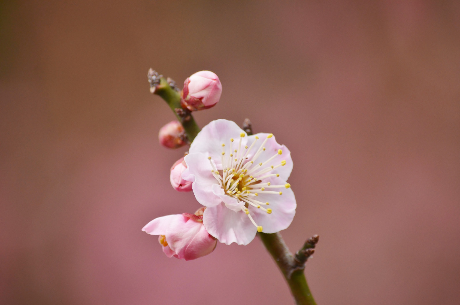 Wallpaper : food, branch, cherry blossom, pink, spring, flower, plum ...
