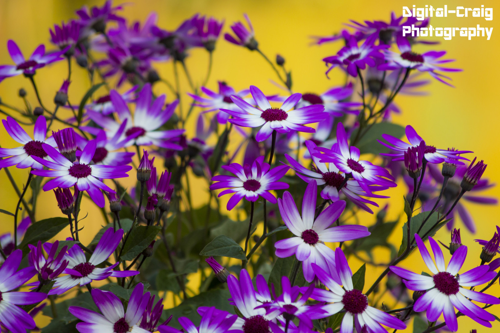 Bakgrundsbilder : blommor, vit, blomma, makro, upp, gul, Kanon ...