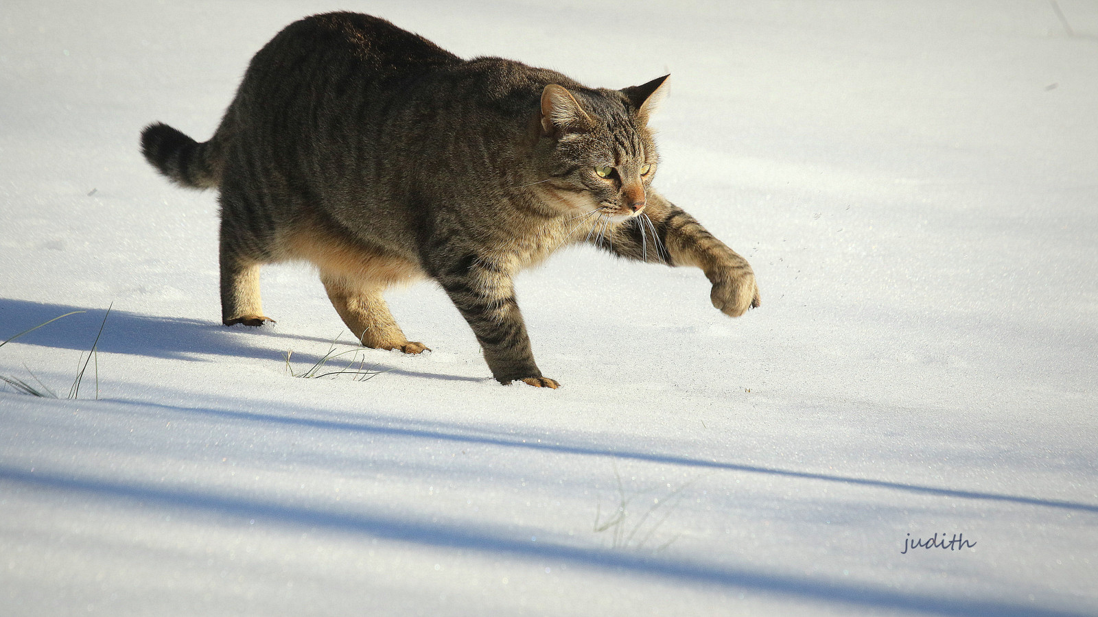 Wallpaper : cat, feline, browntabby, catinsnow, cold, winter, snow ...