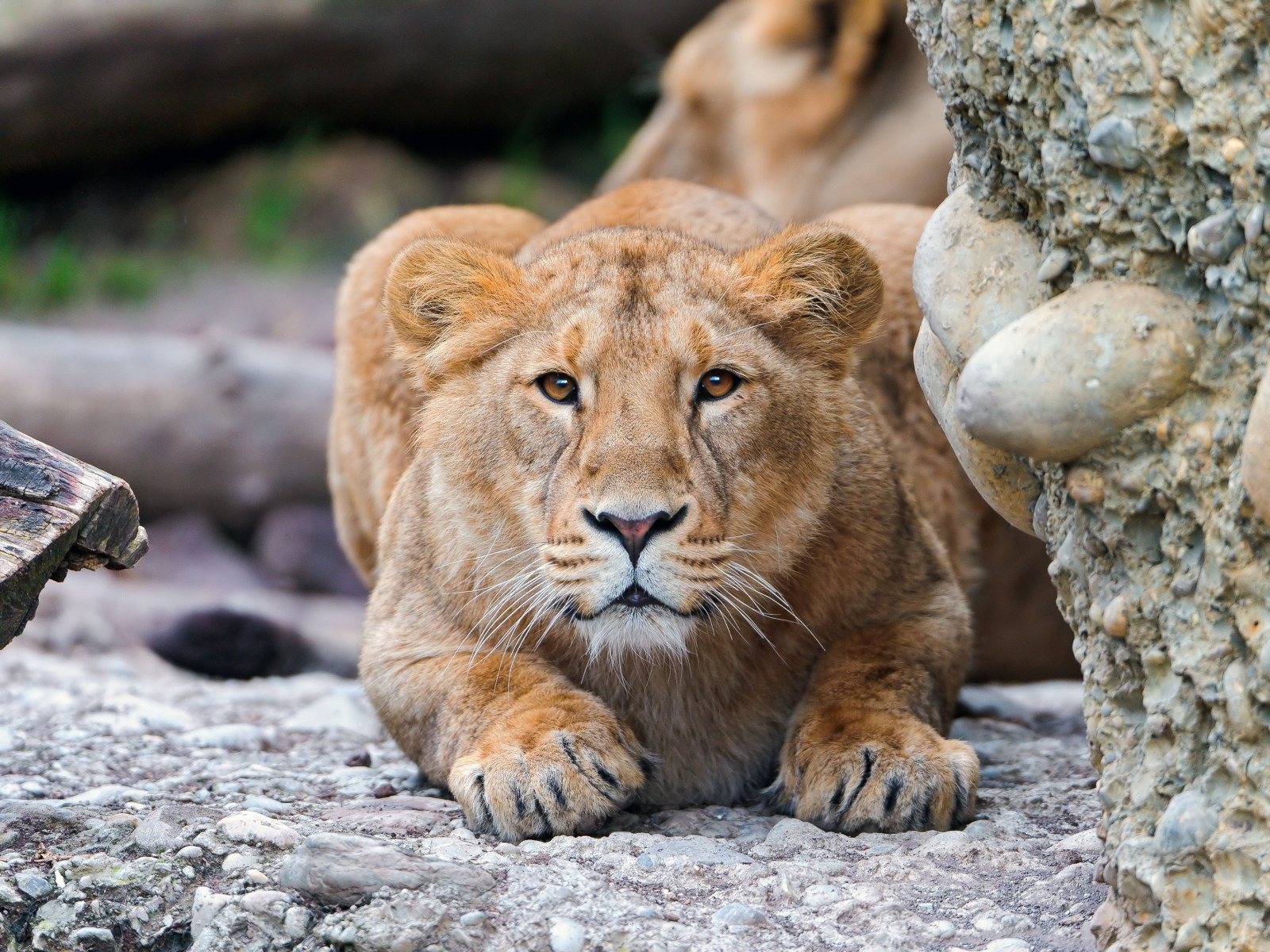 Wallpaper : lion, young, predator, alertness, stones 3029x2272 ...