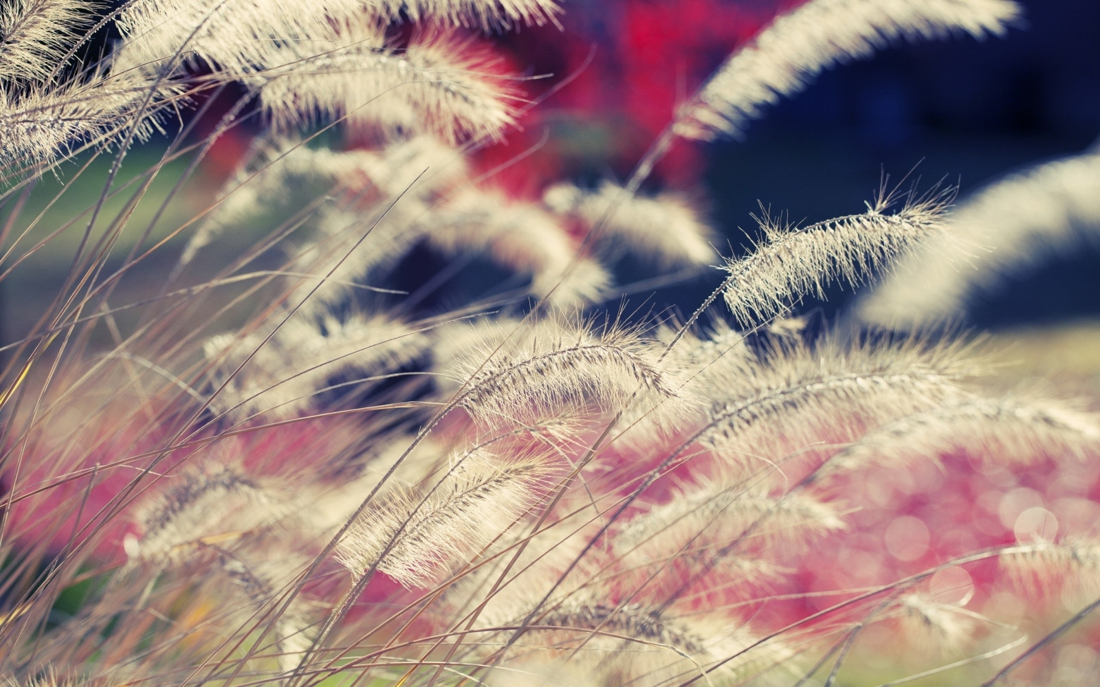 Wallpaper : rumput, angin, kering 2560x1600 - CoolWallpapers - 736957 ...