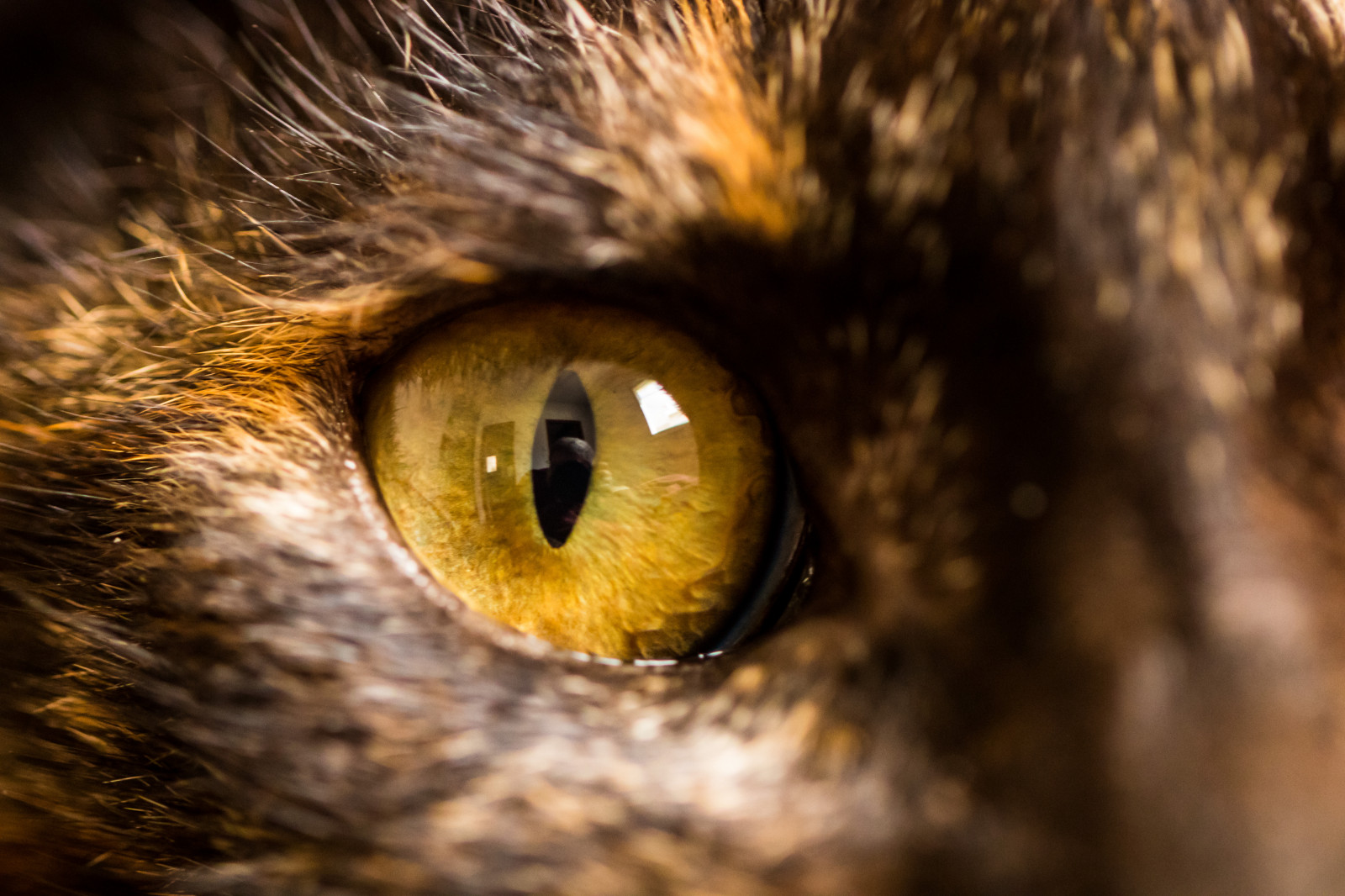 Wallpaper : macro, eye, cat, animal 6000x4000 - - 1070234 - HD ...
