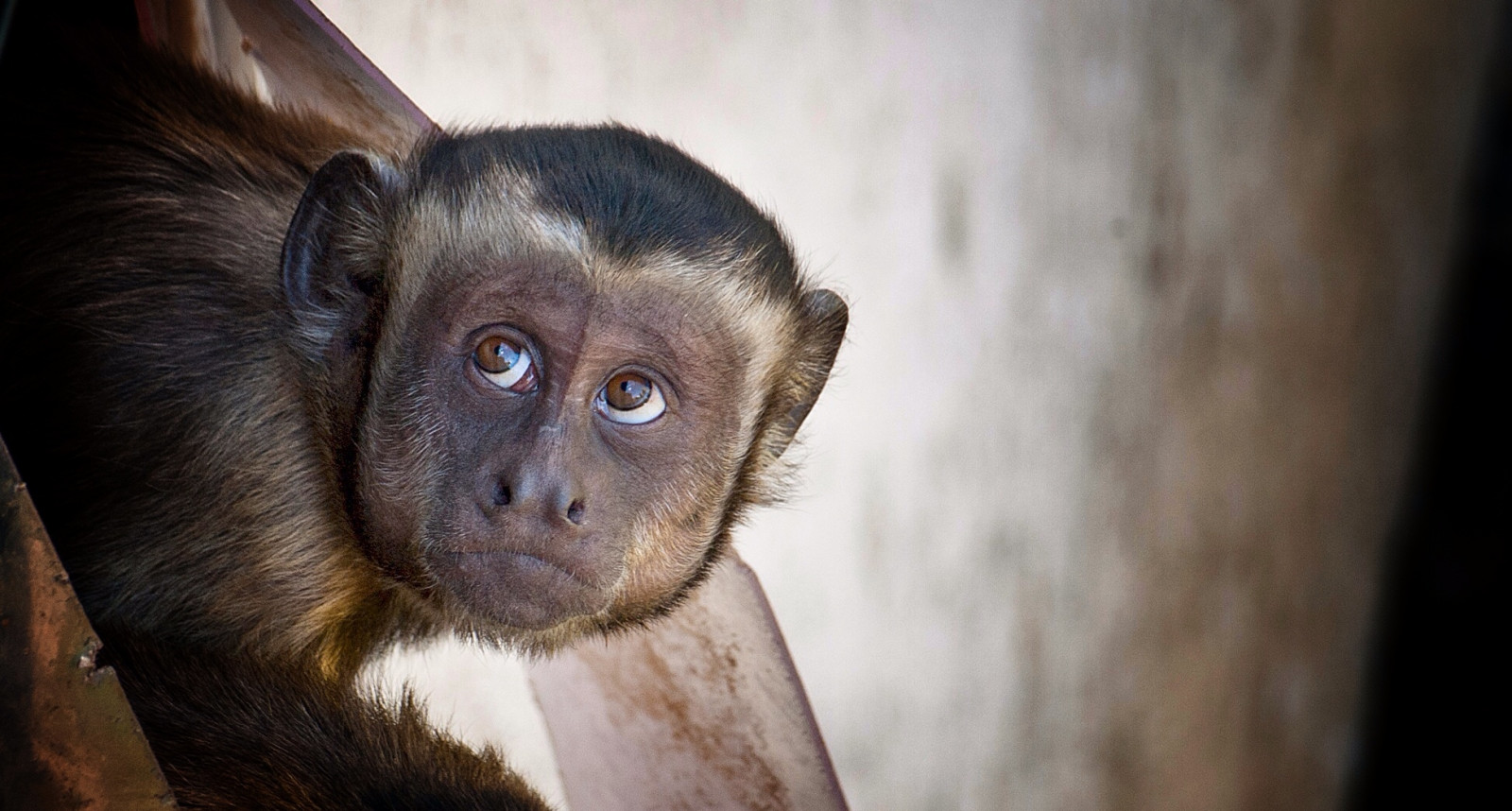 Wallpaper : face, temple, city, creature, Scotland, brown, wildlife ...
