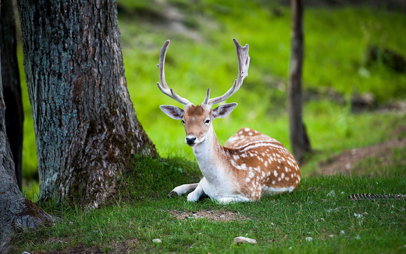 Wallpaper : deer, tree, lie, color, forest 2560x1600 - CoolWallpapers ...