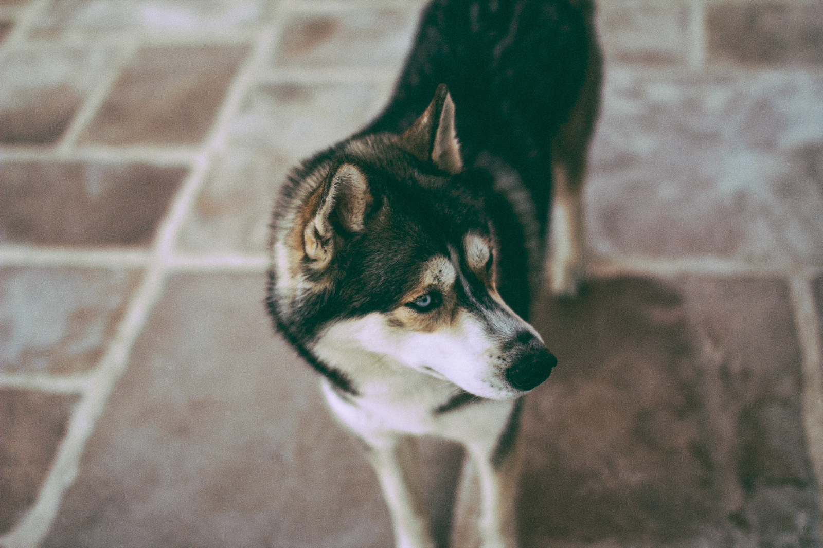 Wallpaper : dog like mammal, dog breed, dog breed group, Siberian Husky ...