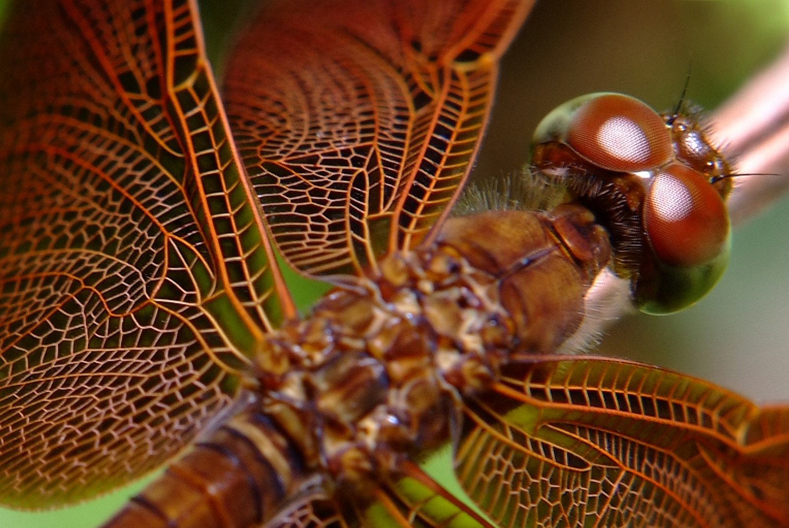 Wallpaper : garden, nature, wings, flying, wildlife, flower, wild ...