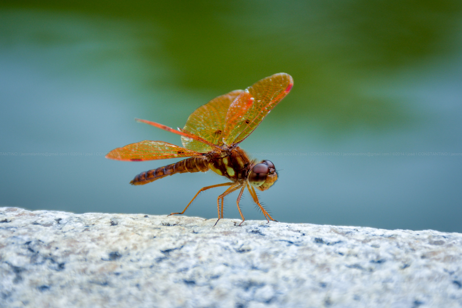 Wallpaper : water, mirror, wildlife, USA, Fly, 2014, washington, united ...