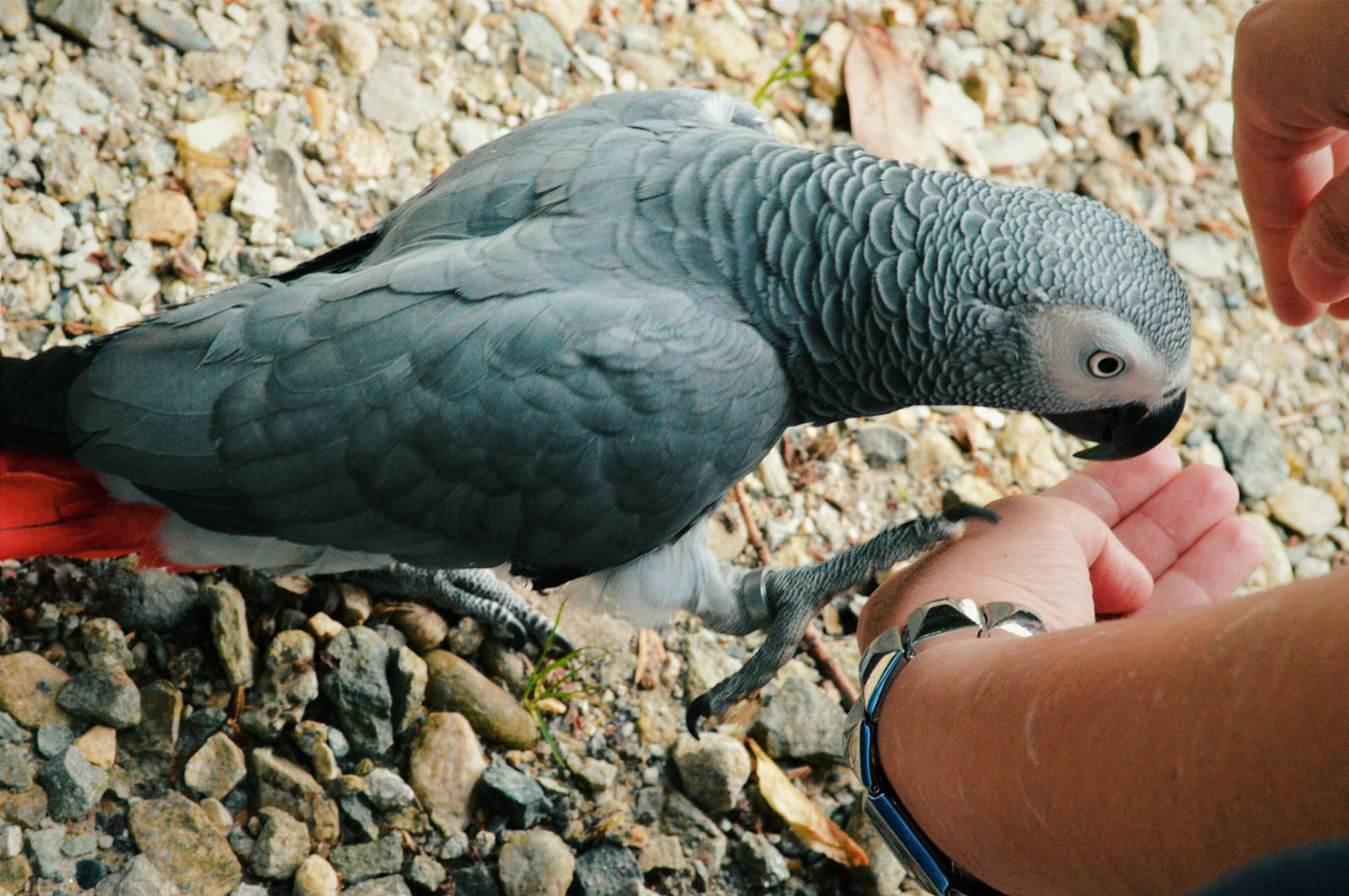 Obrázky na plochu : domáce zviera, roztomilý, von, sivá, ručné ...