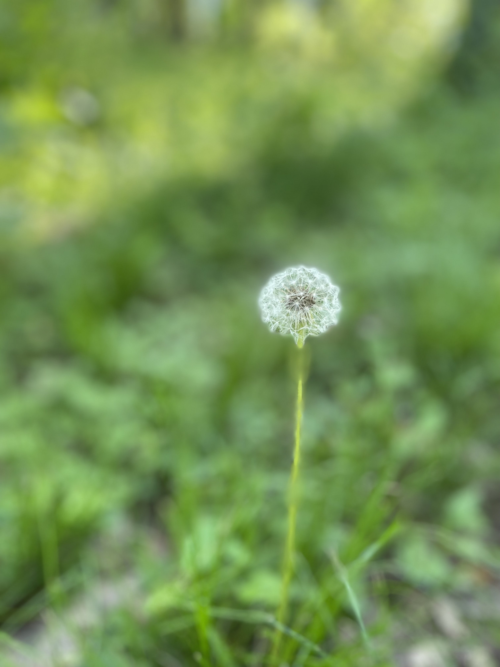 Wallpaper : nature, forest, depth of field 3024x4032 - AlbinonnR ...