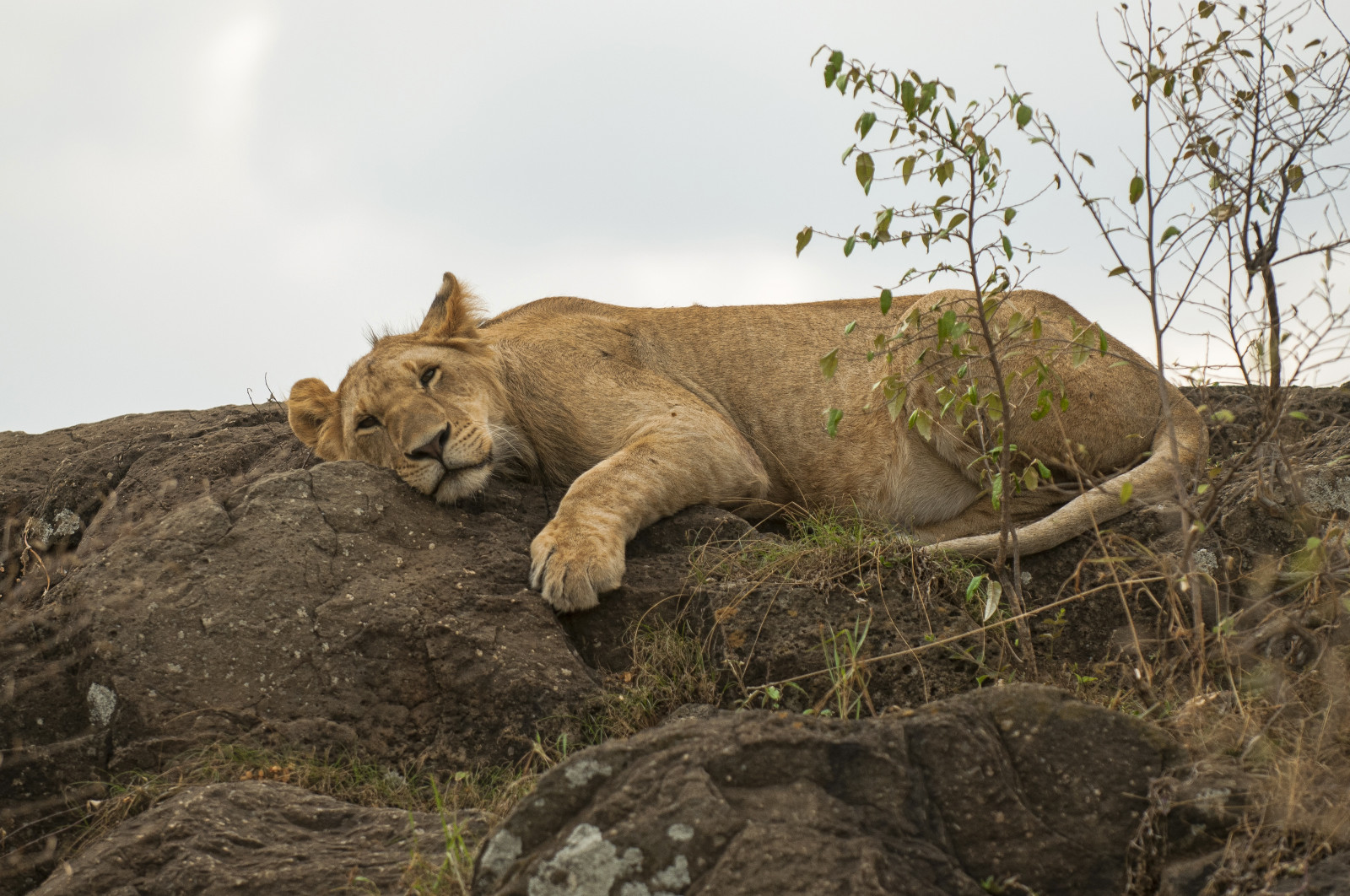 Wallpaper : landscape, rock, nature, grass, lion, wildlife, national ...