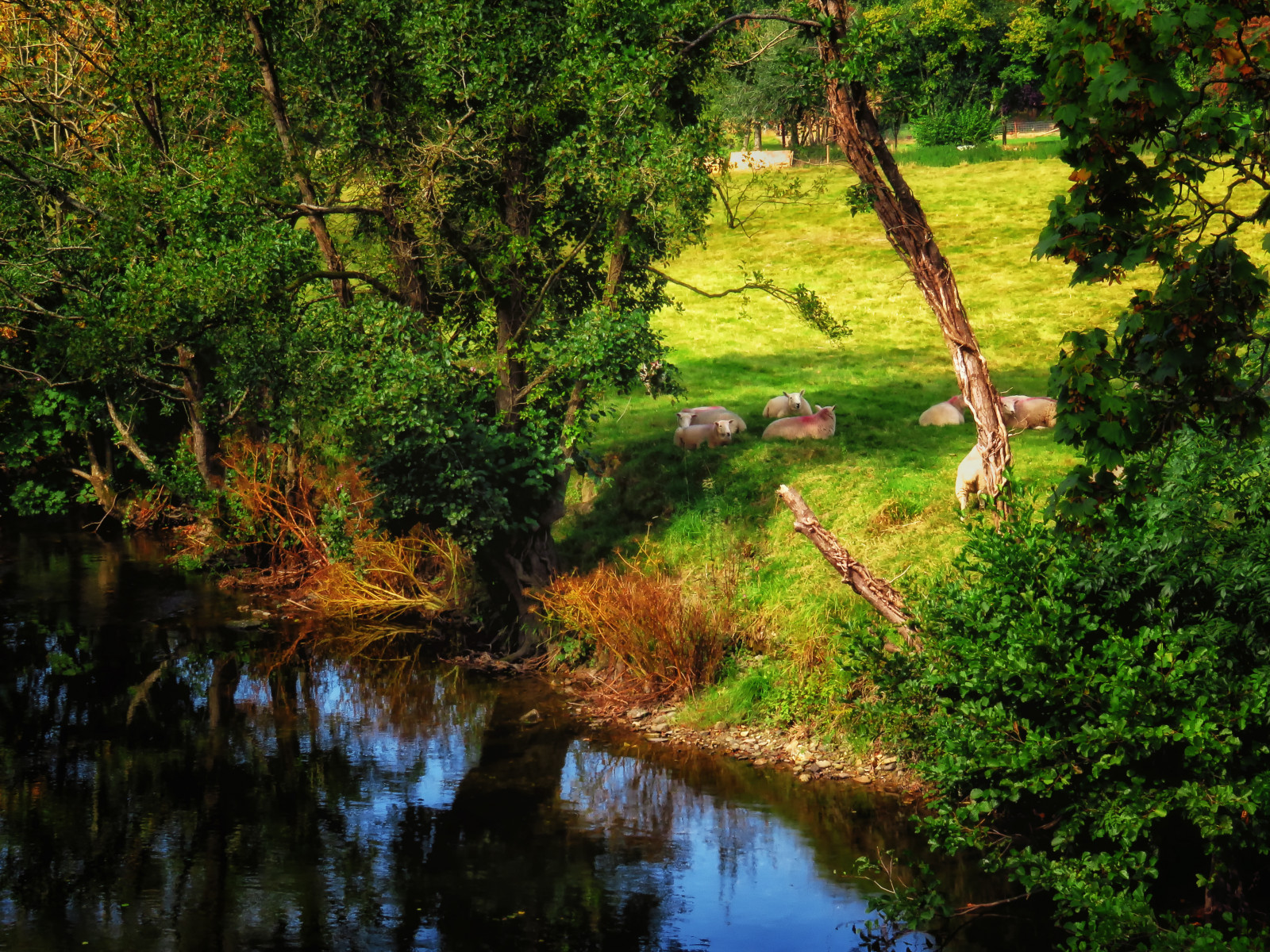 Wallpaper : sunlight, trees, landscape, forest, nature, reflection ...