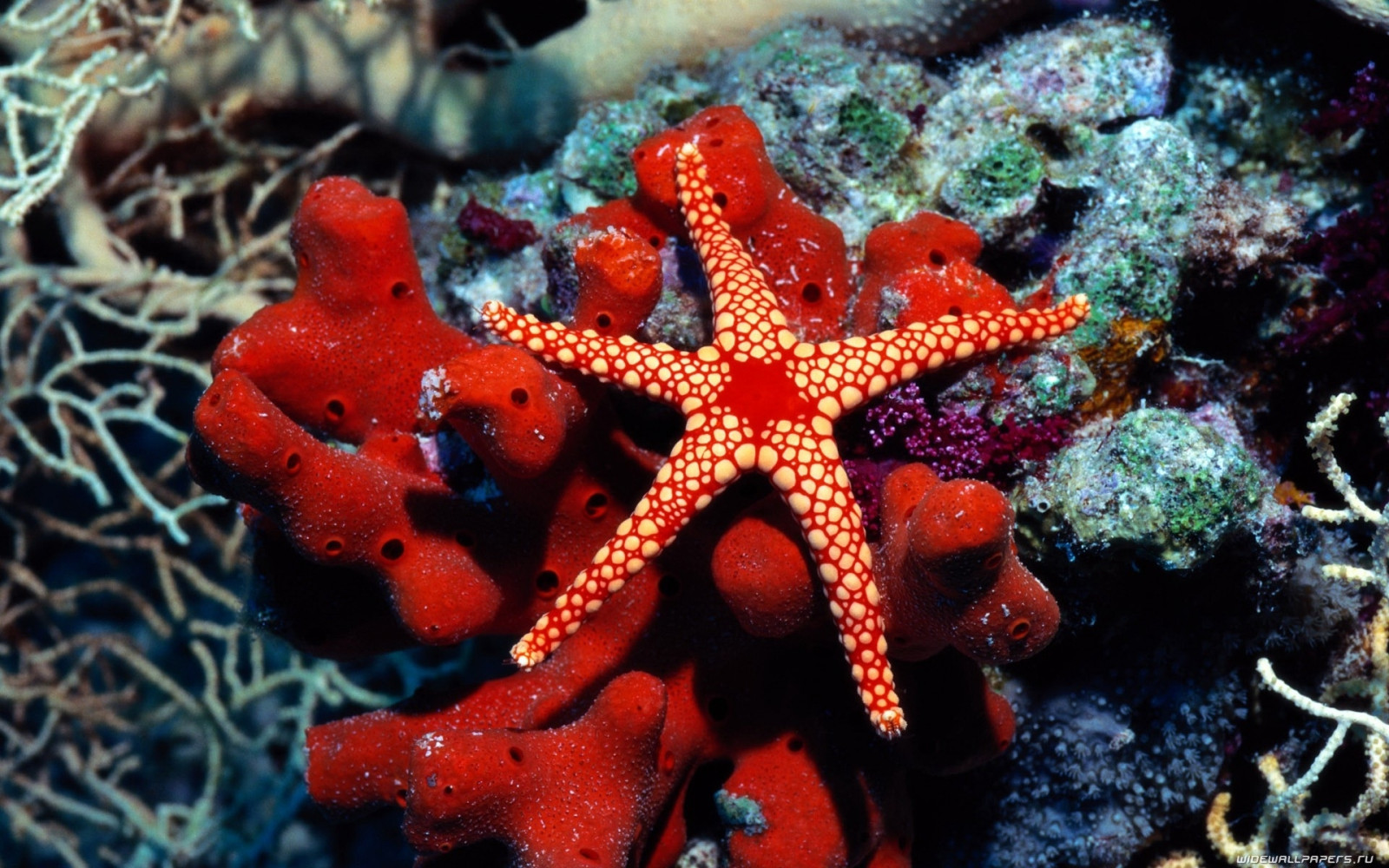 Sfondi : 1920x1200 px, pesce, mare, stella marina, subacqueo, acqua ...
