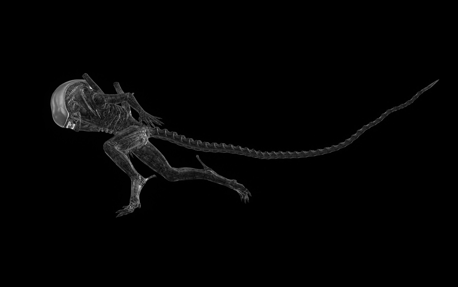 Wallpaper : creature, render, Xenomorph, aliens, Aliens movie ...