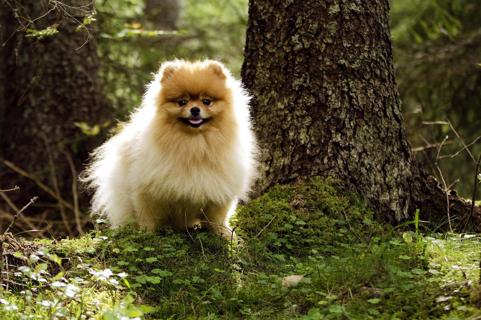 Wallpaper : 1920x1280 px 1920x1280 - wallup - 807443 - HD Wallpapers ...