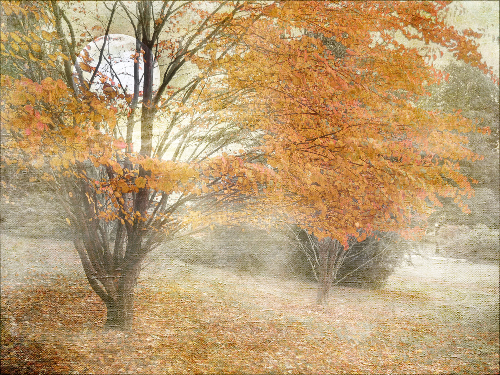 Wallpaper : autumn, Moon, fall, tatot 3648x2736 - - 1073487 - HD ...