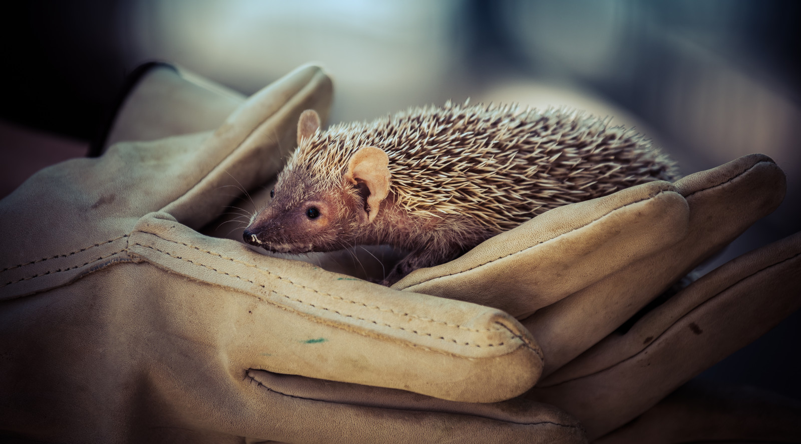 Baggrunde : parkere, nuttet, vægt, dyr, øjne, hænder, San, sød, lille ...