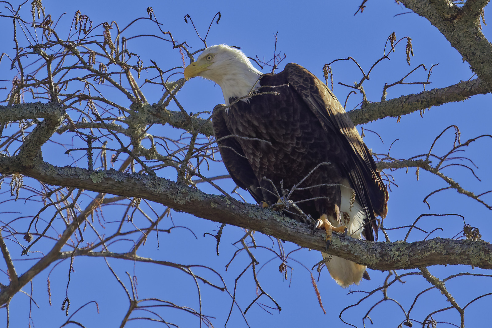 Wallpaper : nature, sky, branch, blue, wildlife, Canon, bird of prey ...