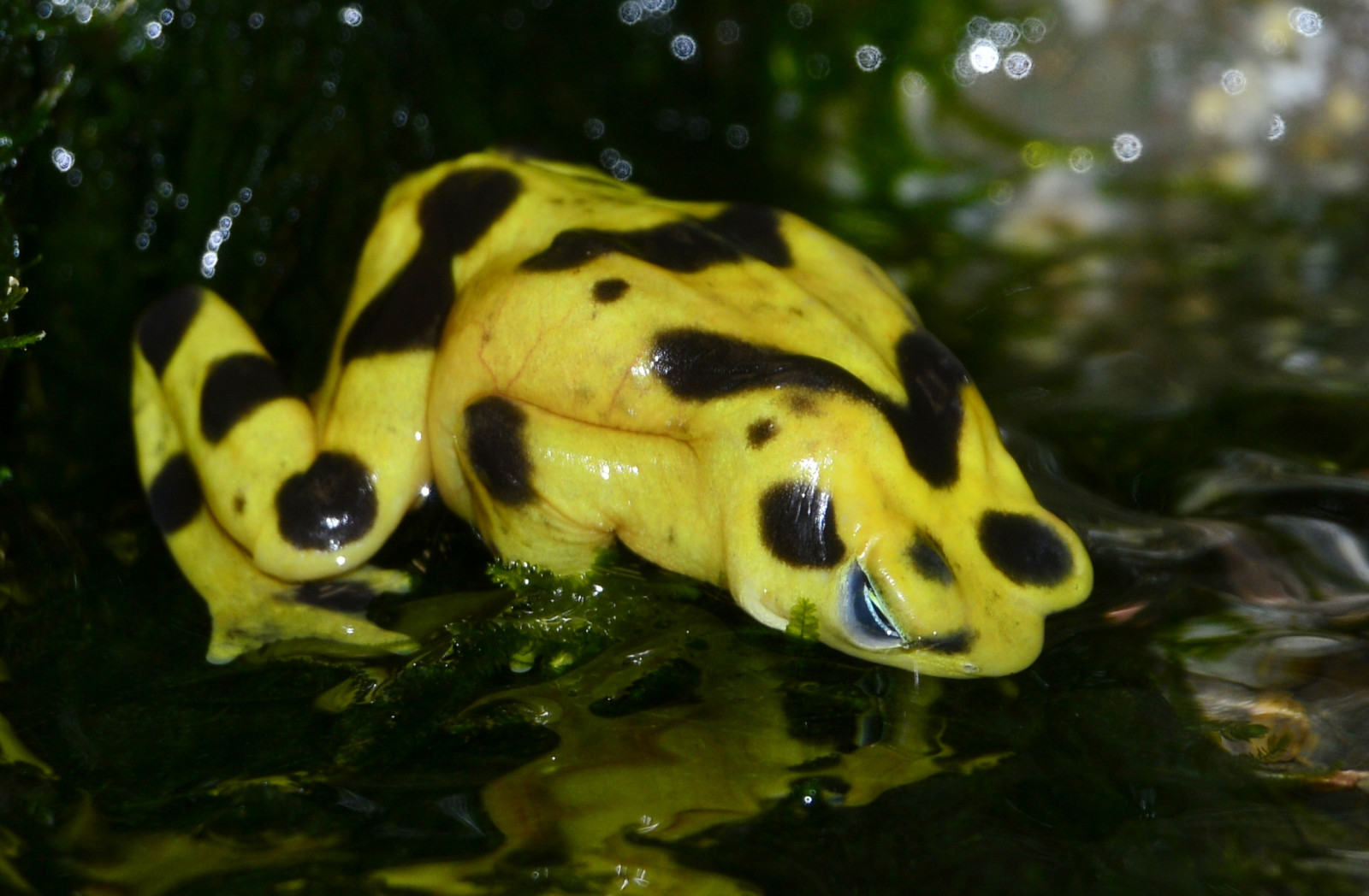 Wallpaper : amfibi, Ranidae, katak, fauna, bertulang belakang, kuning ...
