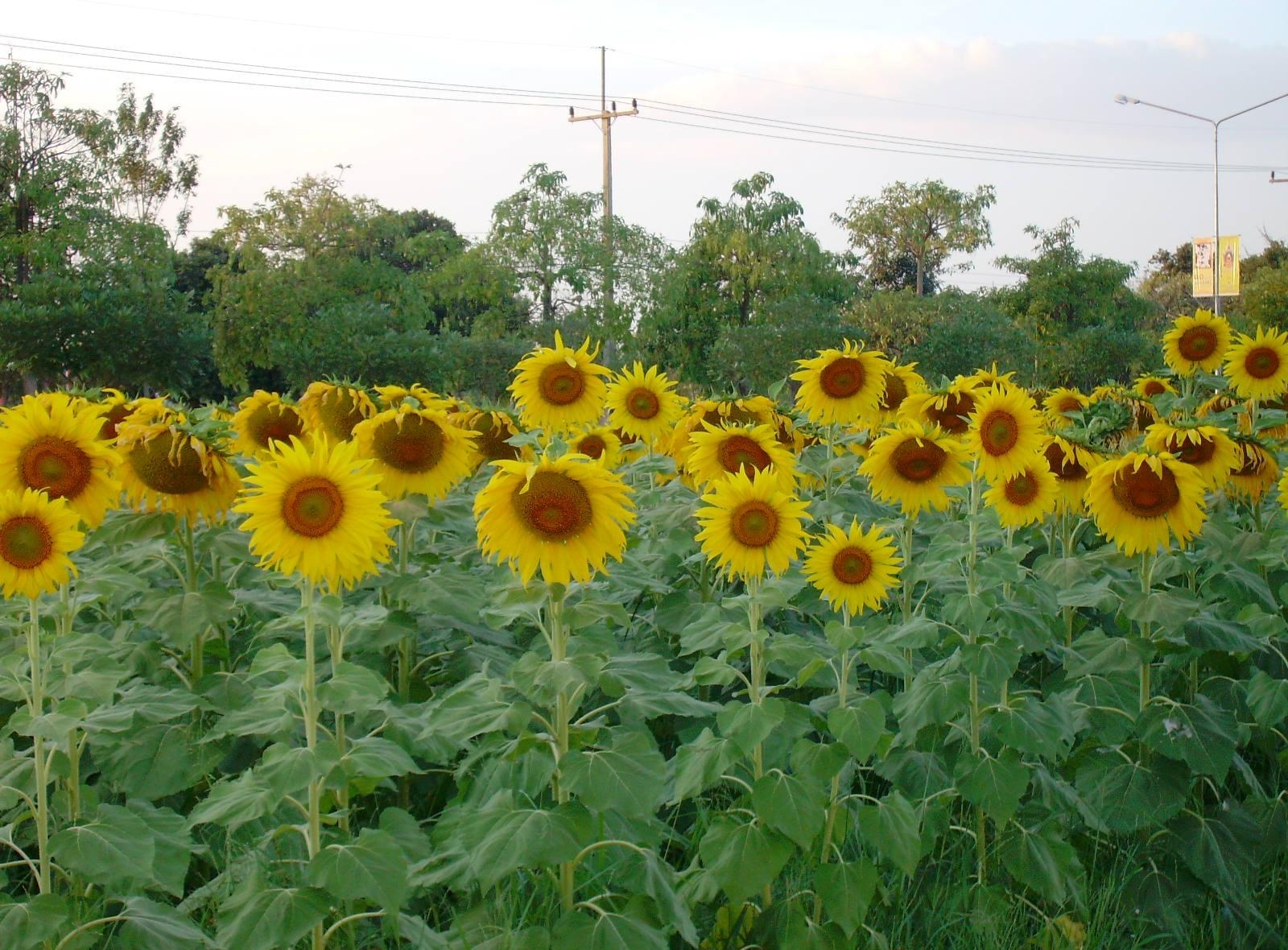 Wallpaper : sunflowers, field, trees, sky, line 1600x1180 - goodfon ...
