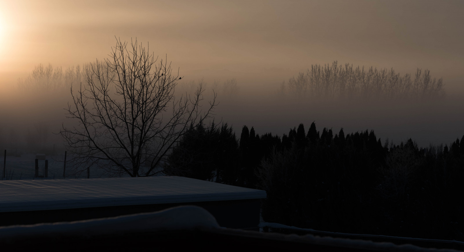 Wallpaper : morning, fog, mist, shadow, tree, outdoor, silhouette ...