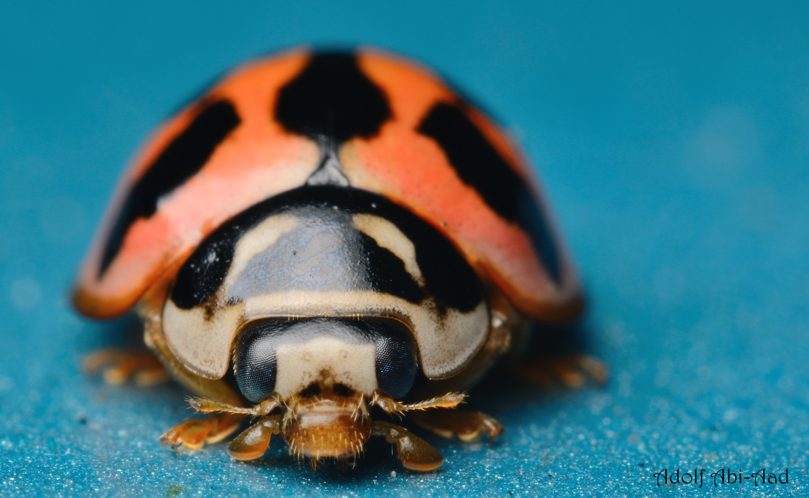 Wallpaper : blue, red, orange, macro, closeup, bug, insect, Nikon ...