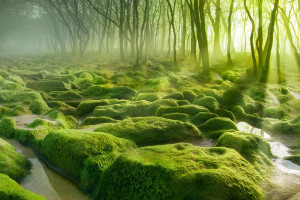 Obrázky na plochu : slnečnému žiareniu, les, ilustrácie, digital art ...