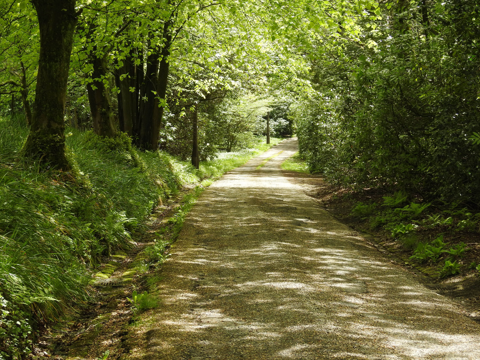 Imagini de fundal : lemn, copaci, verde, raza de soare, arc, umbre ...