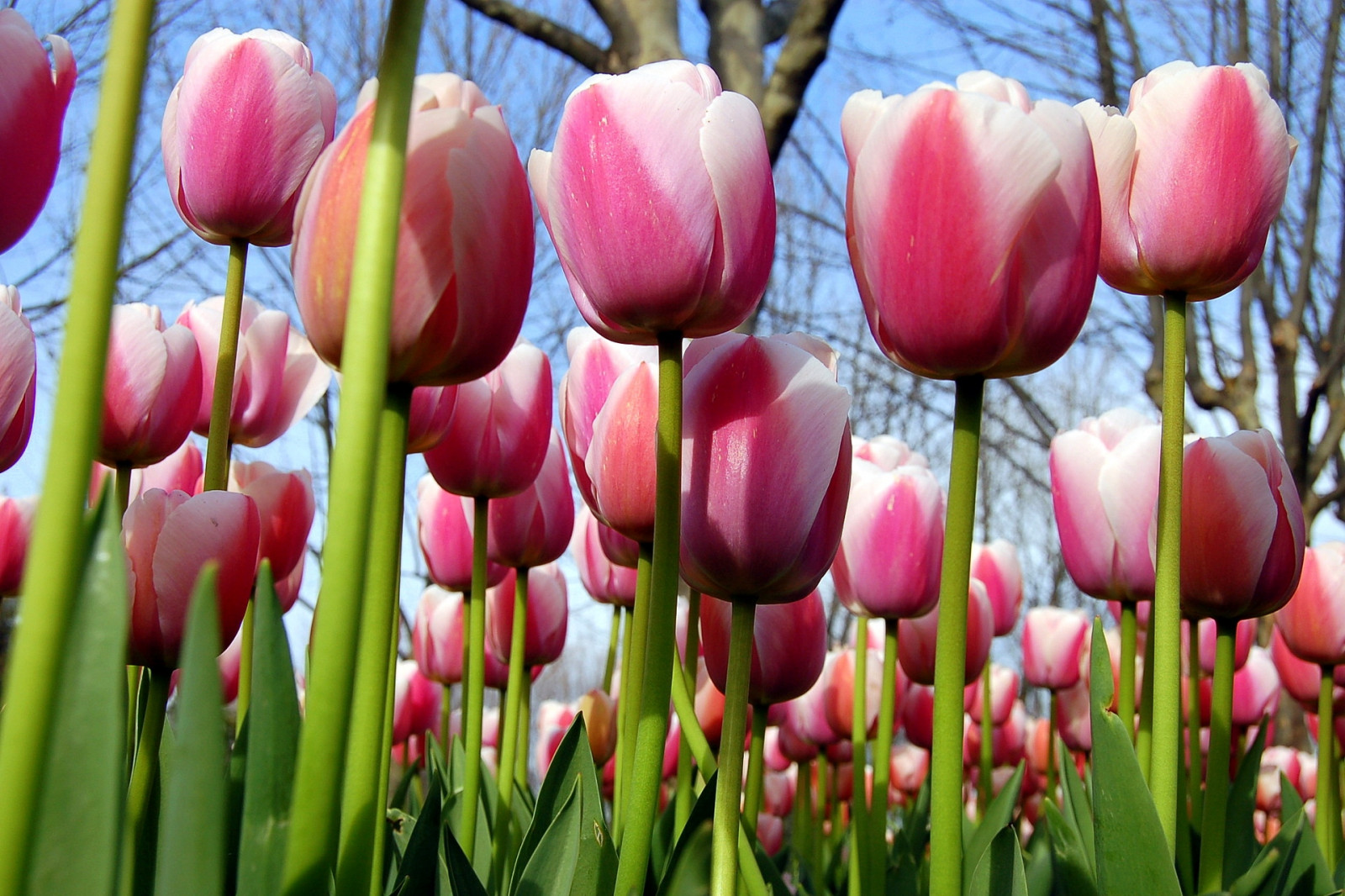 Wallpaper : tulips, flowers, trees, spring, sky 1920x1280 - 4kWallpaper ...