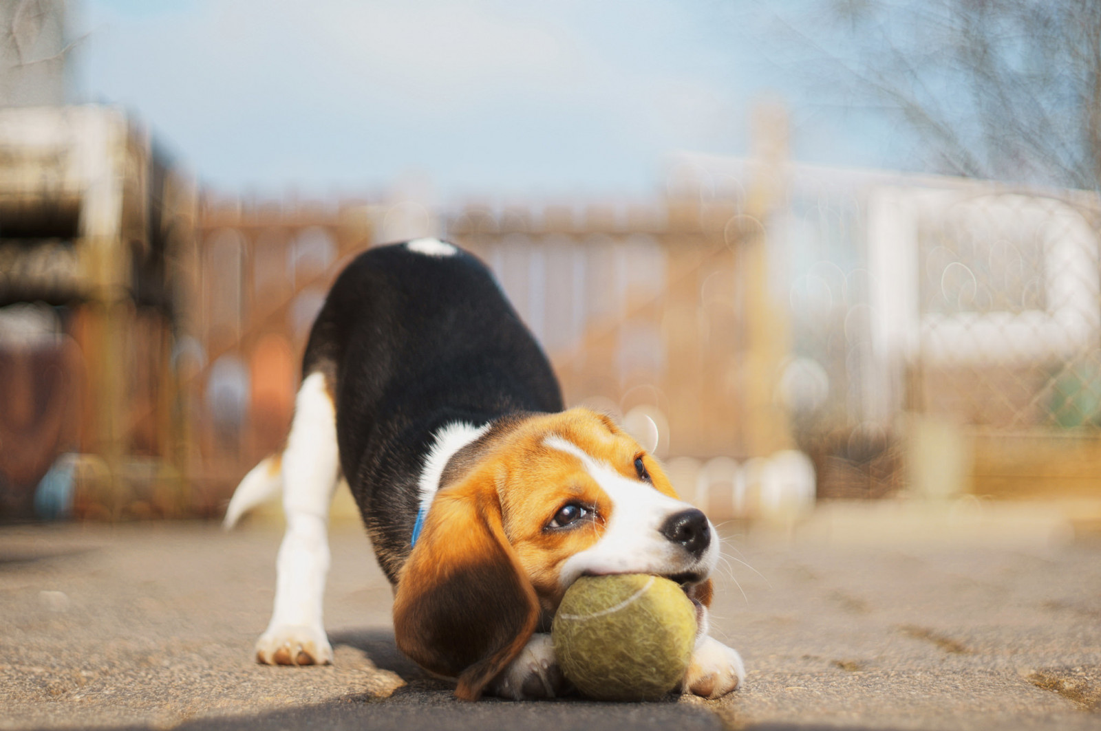 Wallpaper : dog, balls, baby animals, playing, puppies 2048x1361 ...