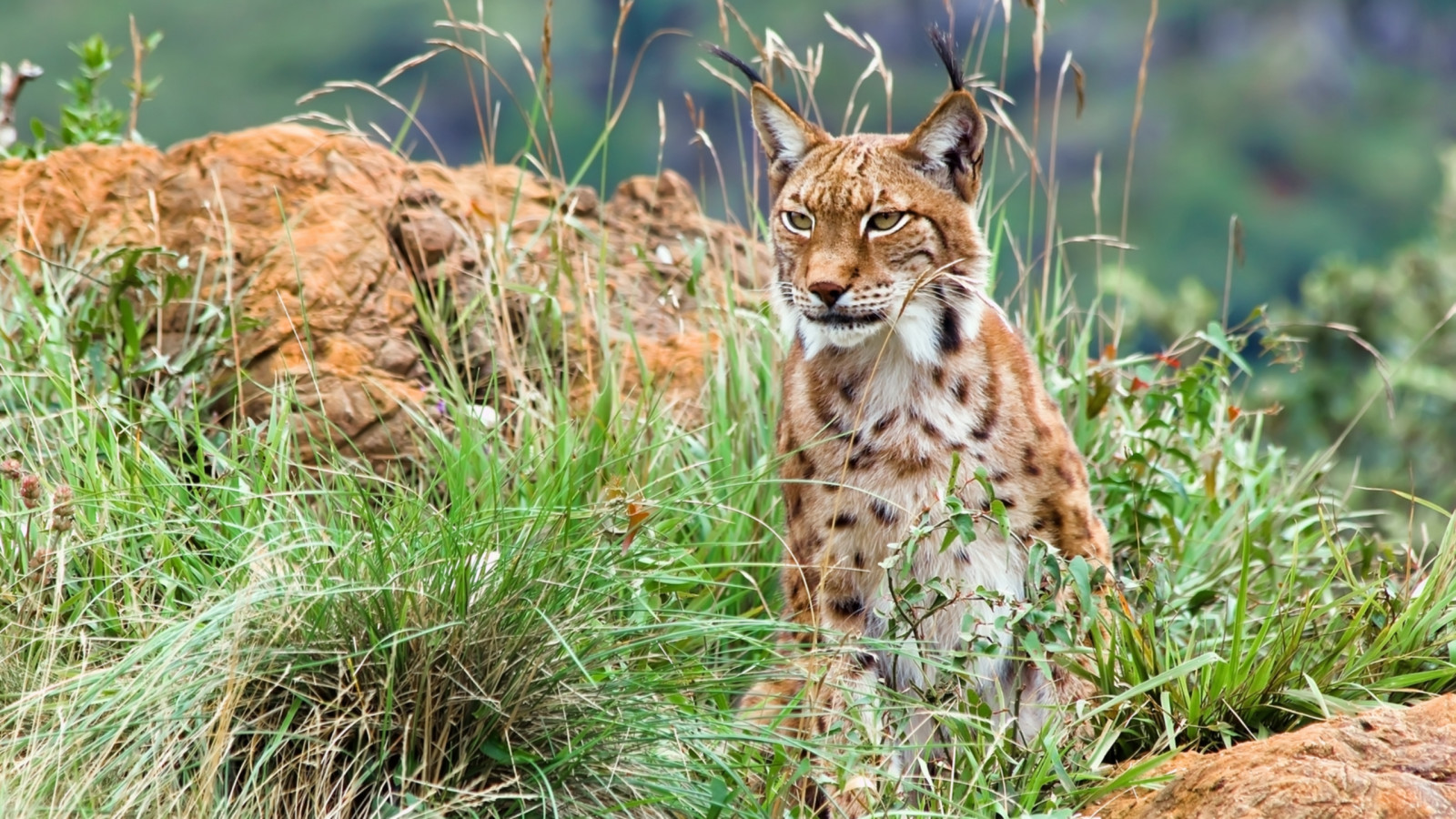 Wallpaper : lynx, feline, wildlife, nature, big cats 2560x1440 - LEBCH ...
